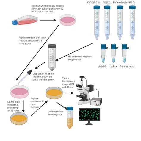 Saeid Karimi On Linkedin Optimization Of Cacl2 Transfection Protocol