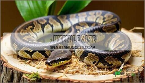 How Big Does A Ball Python Get Complete Size And Growth Guide
