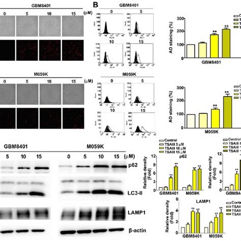 Tsaiii Induces Autophagy And Autophagy Related Protein Expression In
