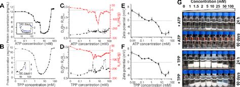 Biophysical Characterization Of Lysozyme Phase Transition Upon Addition