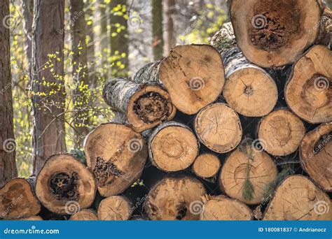 Tree Trunk With Sickness Heartwood Stock Image Image Of Detail Plant 180081837