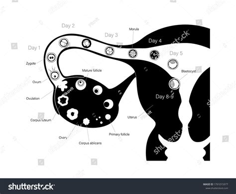 Female Uterus Ovary Anatomy Embryo Development 库存矢量图（免版税）1791015977