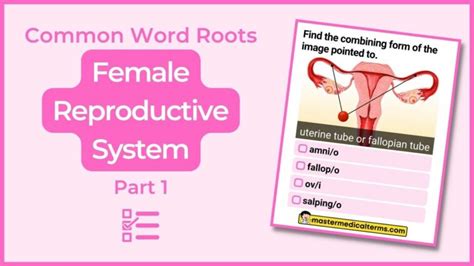 Common Word Roots For Female Reproductive System Master Medical Terms