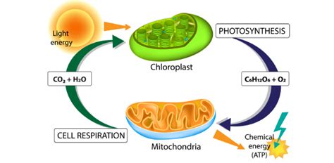 Cell Processes Test Review 7th Grade Flashcard Wayground