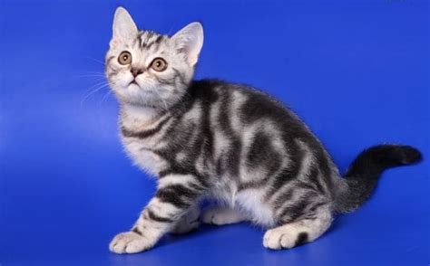 Шотландский Скоттиш-страйт: фото, описание породы, характер, цена