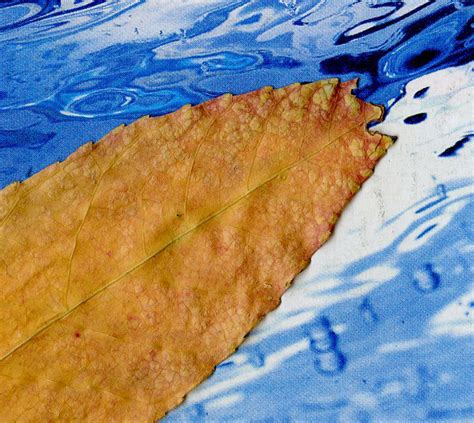 Leaf Collage 2 By Alexwhlr On Deviantart