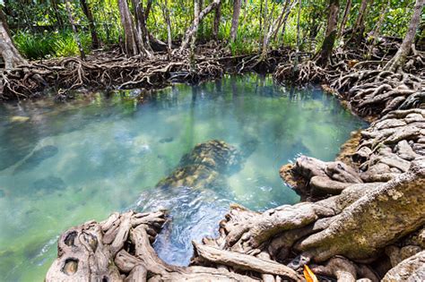 湿地の森や流水の熱帯の木の根やターポンマングローブ エメラルドのストックフォトや画像を多数ご用意 エメラルド カラー画像 クラビ県