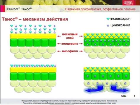 Фунгицид Танос: инструкция по применению на томатах, винограде ...