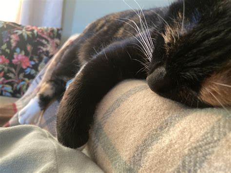 Cocoa When Shes Too Hot Rsleepingcats