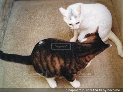 猫のケンカの写真・画像素材 932438 Snapmart（スナップマート）