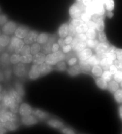 General Pre Processing Before 3 D Segmentation · Issue 136 · Mouselandcellpose · Github