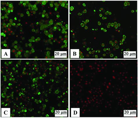Identification Of Recombinant Baculovirus Protein Expression By