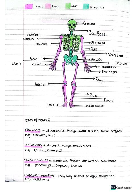 Pe Note Bones These Are Some Of My Pe Notes I Carefully Wrote In My