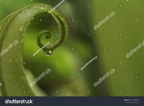 Closeup Leaf Curl Tip Birds Nest Stock Photo 1539536990 Shutterstock Closeup Leaf Curl Tip Birds Nest Stock Photo 1539536990 Shutterstock