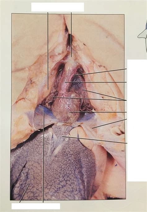 Cva Lab Circulatory Shark Figure 21 3 Diagram Quizlet