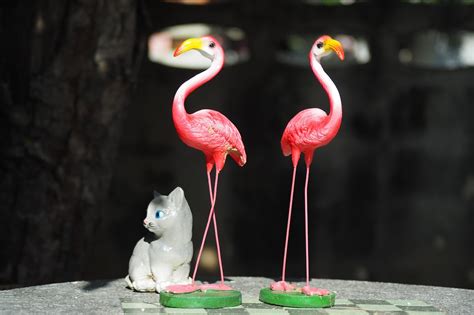 猫 火烈鸟 动物 Pixabay上的免费照片 Pixabay