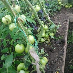 Томат Интуиция: описание, ОТЗЫВЫ (76), фотоtomatland.ru