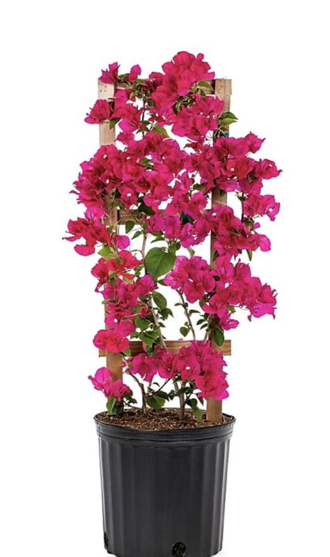 Live Plant Bougainvillea Vine Assorted Colors 6 Pot Trellis Fast