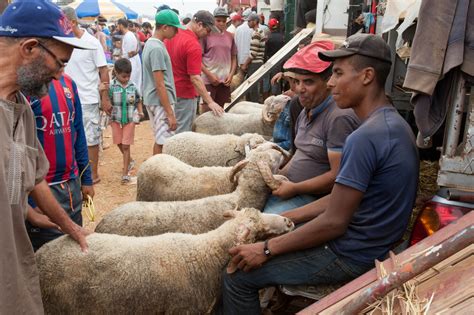 حماية المستهلك تطالب بـتسقيف أسعار الأضاحي وتحذر من الشناقة