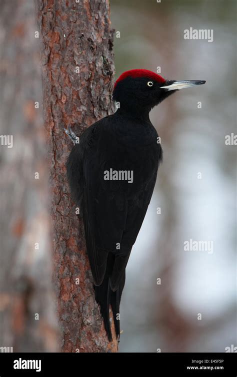 Black Woodpecker Dryocopus Martius On Tree Trunk Korouma Posio