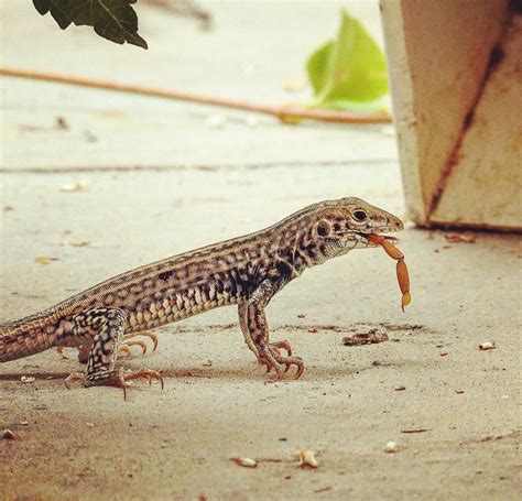 Scorpion Lunch Tucson Az Rourearthamazing