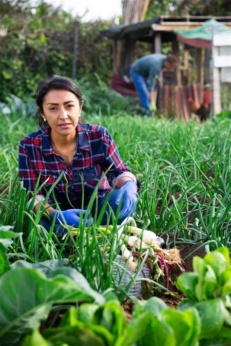 Smiling Latin American Woman Harvesting Scallions In Her Smallholding
