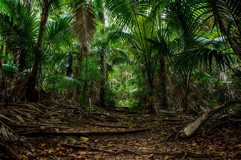 壁紙、森林、オーストラリア、lord Howe Island、木、ヤシ、自然、ダウンロード、写真