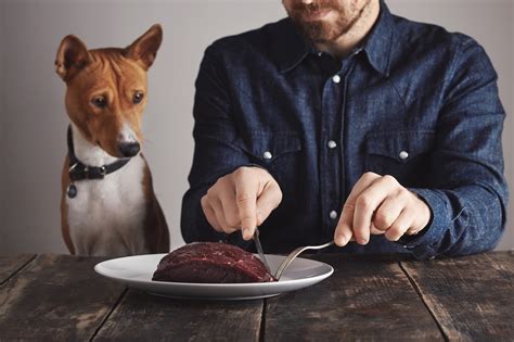 6 alimentos que cachorro não pode comer Confira