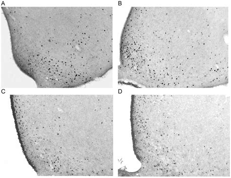 C Fos Response In Arcuate Nucleus Representative Sections Illustrating