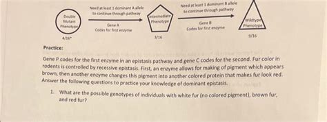 [solved] Gene P Codes For The First Enzyme In An Epistasis