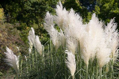 Kiedy Sadzi Trawy Ozdobne Terminy I Zasady Gardeneo