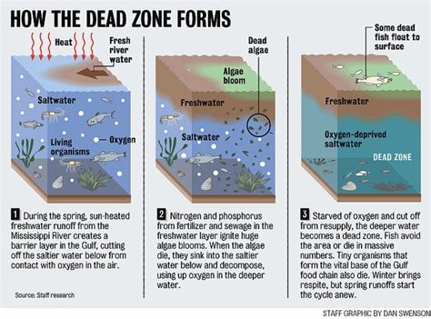 Algal Blooms Diagram