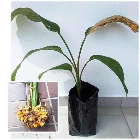 Yellow Tumeric Plant Furniture And Home Living Gardening Plants