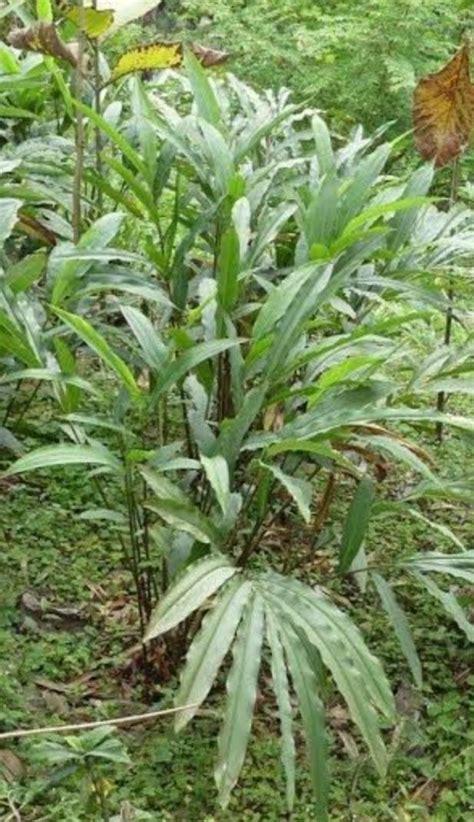 Kakule Bitkisi Nedir Linc Heap Haber Ve Blog