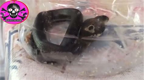 Monocled Cobra🐍 Rescuesnake Rescuecobra Snake Rescue Youtube