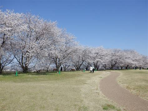 【唐古・鍵遺跡史跡公園】弥生時代を体感できる公園でさくらまつり開催｜奈良県田原本町