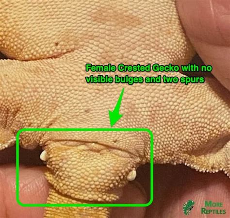 How To Sex Crested Geckos 5 Male Vs Female Differences