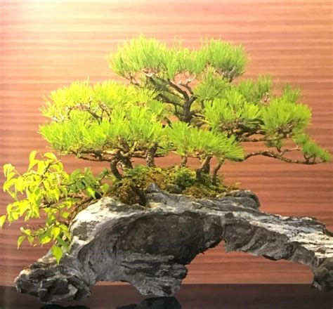 河边捡块石头，山间挖棵真柏，亲试制作“价格乱飞”的附石盆景！真柏来