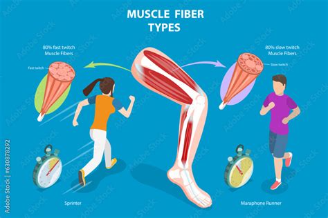 3d Isometric Flat Vector Conceptual Illustration Of Muscle Fiber Types