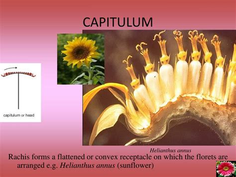 Ppt Flower Arrangement On Floral Axis Inflorescence Powerpoint