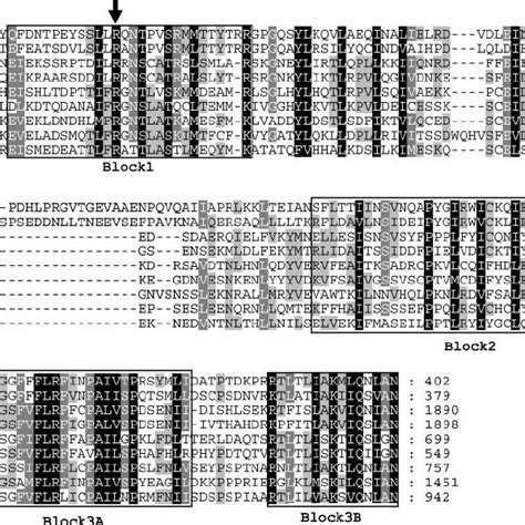 Multiple Sequence Alignment Including Representative Fungal And