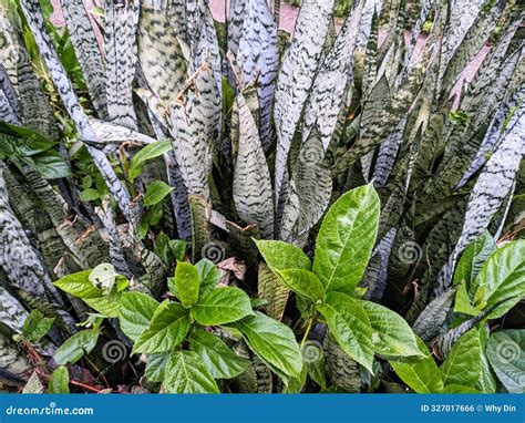A Dense Cluster Of Swarms Of Bees In The Nest Working Bees Drones And