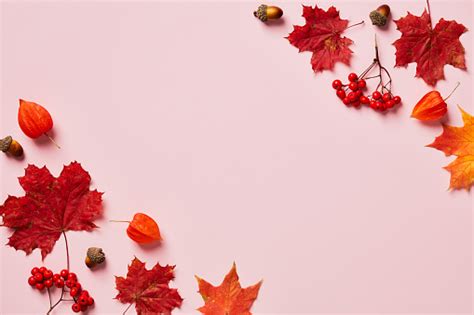 가을 평평한 누워 구성 파스텔 핑크 배경에 빨간 단풍 나무 잎 로완 Physalis 꽃으로 만든 프레임 최소한의 스타일 상단