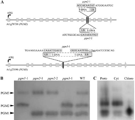 Gene Structure And Assignment Of Pgm Activities To Pgm2 And Pgm3 A Download Scientific