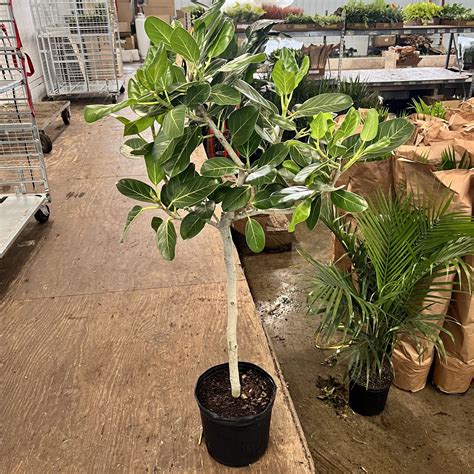 10″ Audrey Tree The Plant Factory Wholesale Tropical Plants