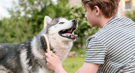 Es Necesario Cortar El Pelo A Nuestro Perro Vitakraft Con Amor