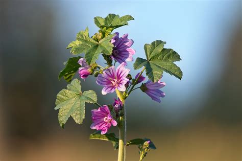 Flores Pétalos Sale De Foto Gratis En Pixabay Pixabay