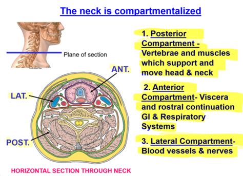 Week 4 Lectures Flashcards Quizlet