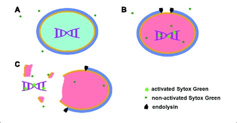Graphical Representation Of The Sytox Green Mode Of Action When