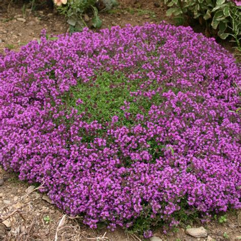 Thyme Creeping Thymus Coccineus Group Agm 9cm Pot Coolings Garden